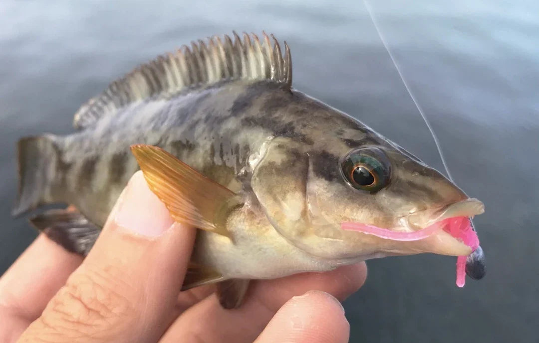 Light Jigheads in Deep Water – Offshore Tactics That Work – EBB N FLOW ...